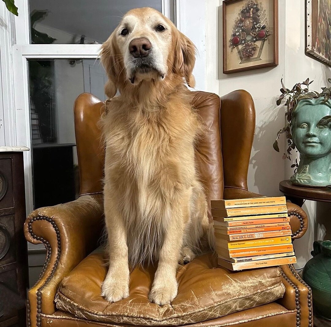 Stack of 11 Penguin Paperbacks With Orange Spines! - Etsy