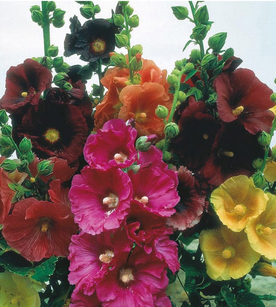 50 Giant Hollyhocks Seeds, Alcea Rosea, Perennials,mixed Colours, Large ...
