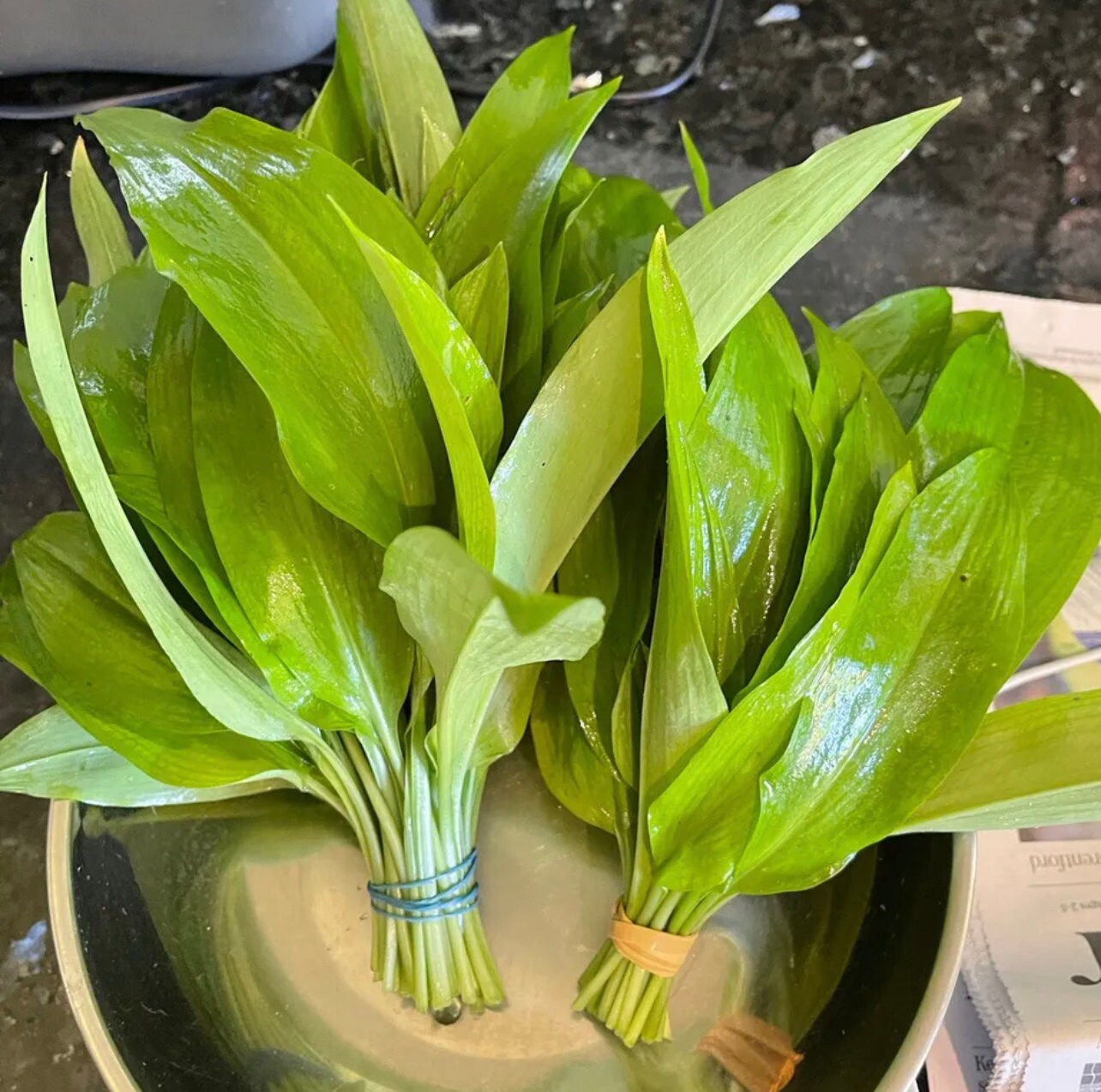 WILD GARLIC - 50, 100, 200 Seeds, Allium Ursinum Best Quality , UK ...