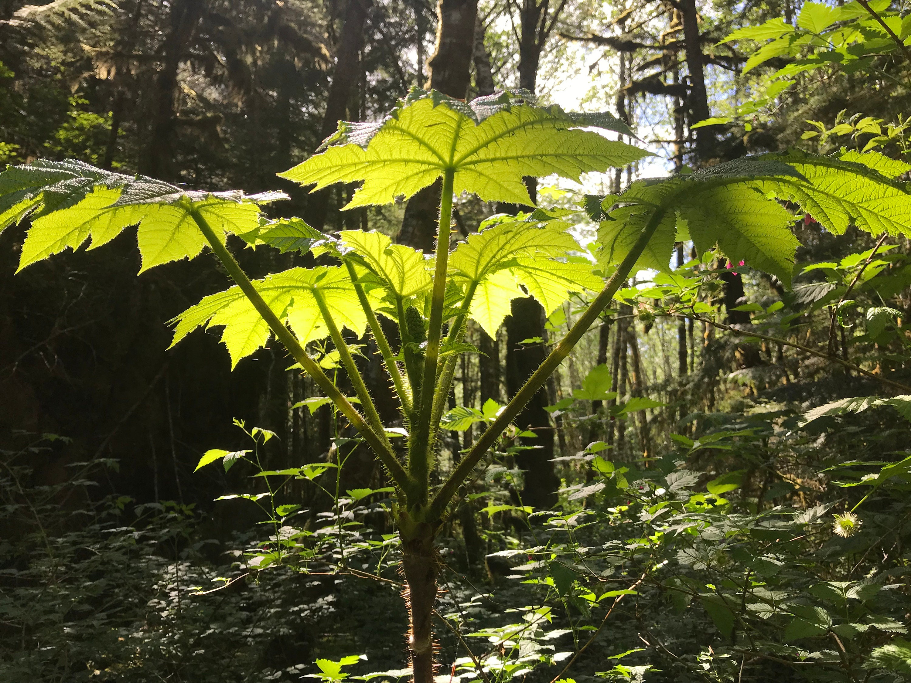 Devil's Club Oplopanax Horridus Dried Root Bark | Etsy
