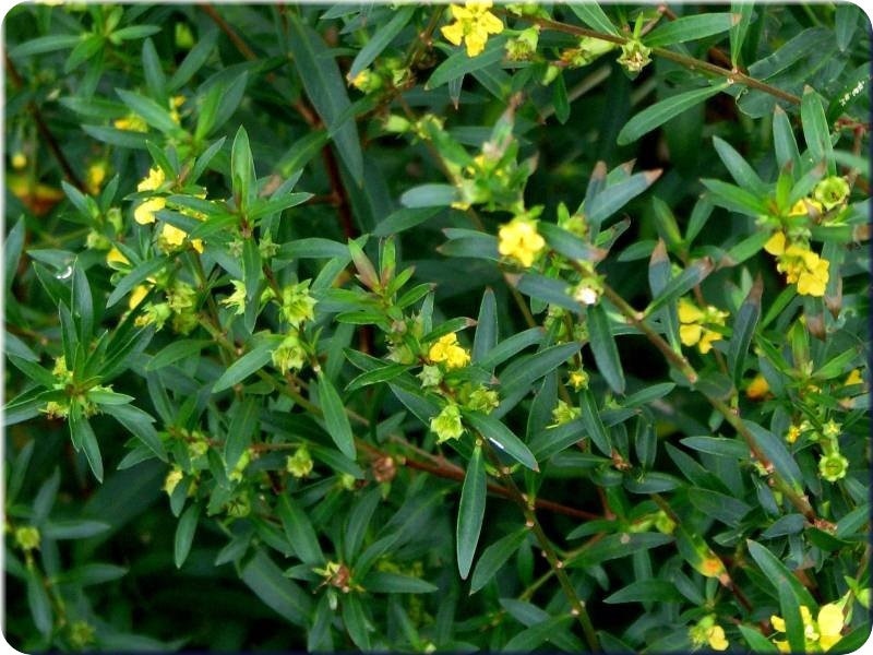 Sinicuichi Heimia Salicifolia Dried Herb - Etsy