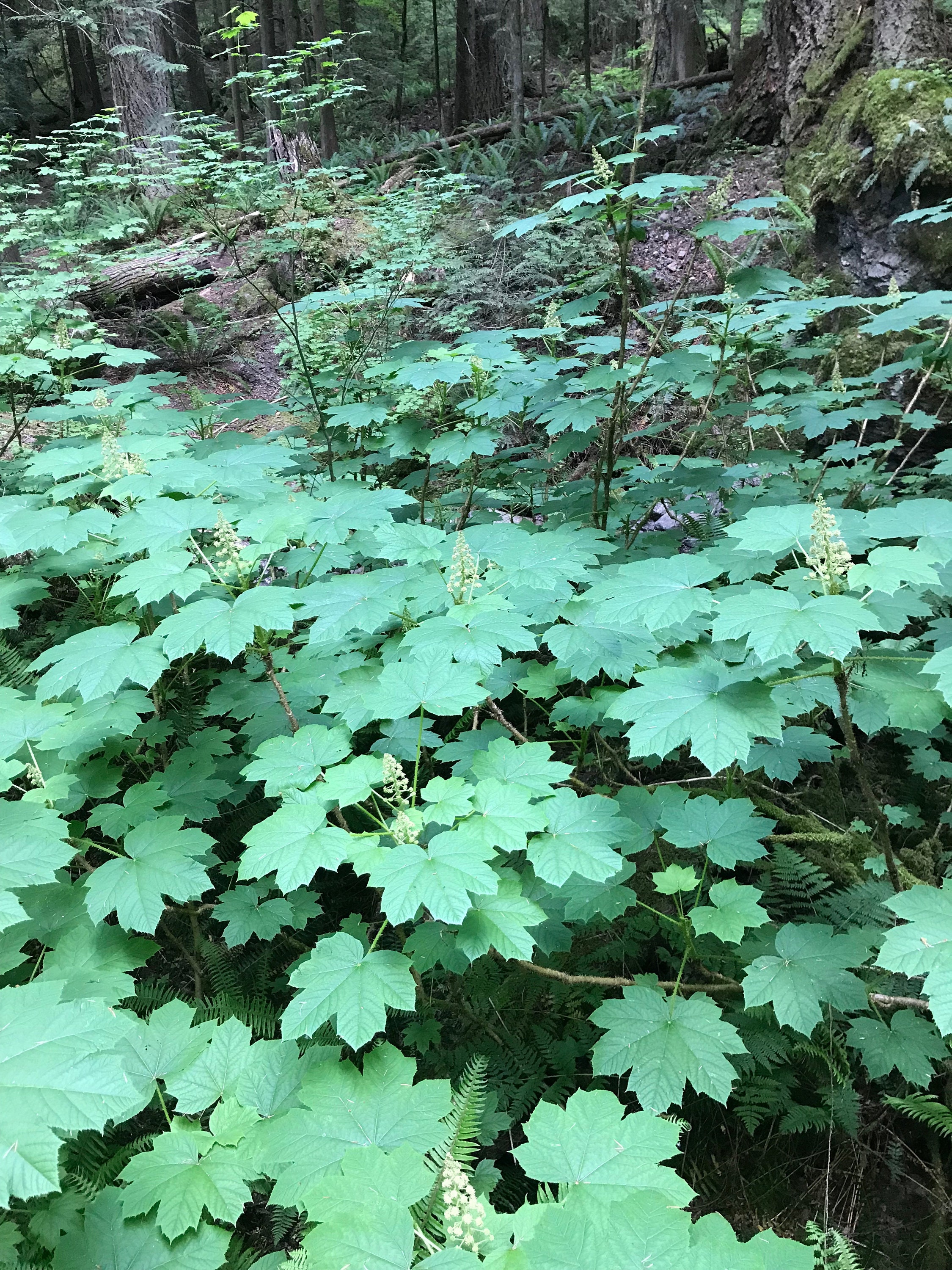 Devil's Club Oplopanax Horridus Dried Root Bark | Etsy