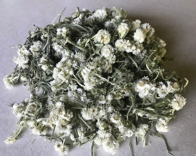 Dried Pearly Everlasting Herb - Anaphalis Margaritacea - Etsy