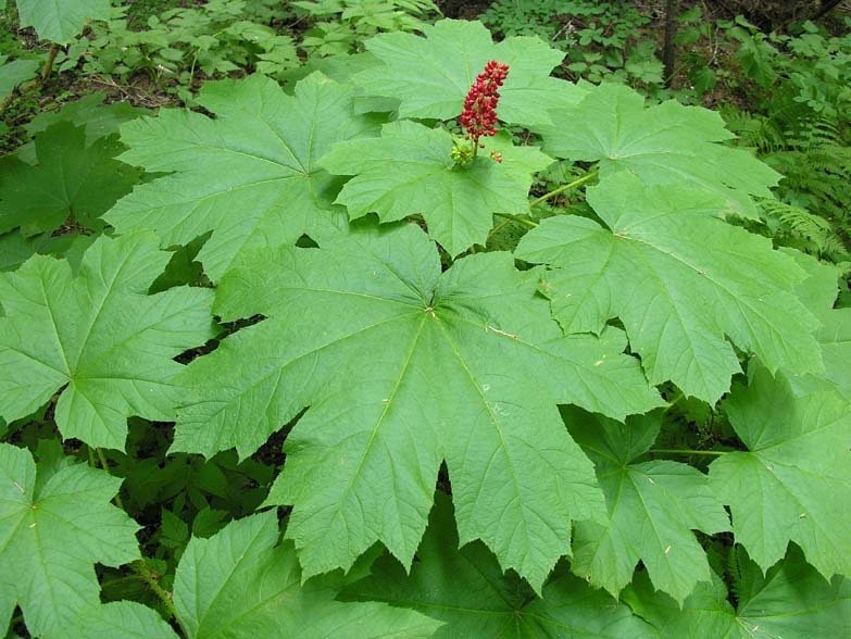 Devil's Club Oplopanax Horridus Dried Root Bark | Etsy