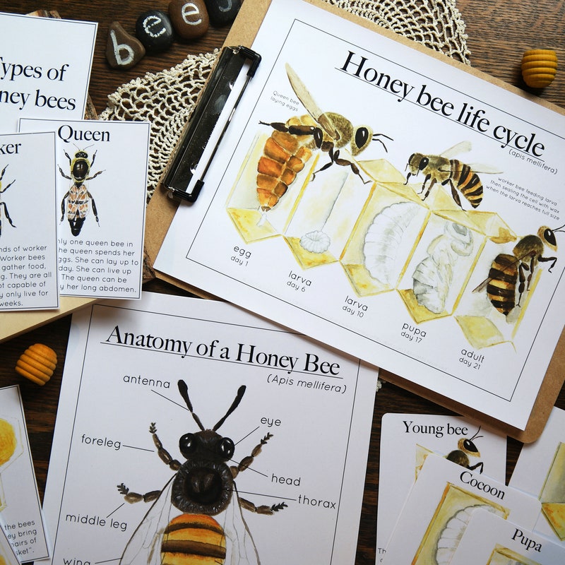 Honey Bee Unit - Etsy