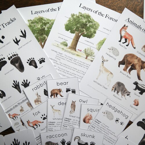 Honey Bee Bundle Nature Study Charlotte Mason Homeschool - Etsy