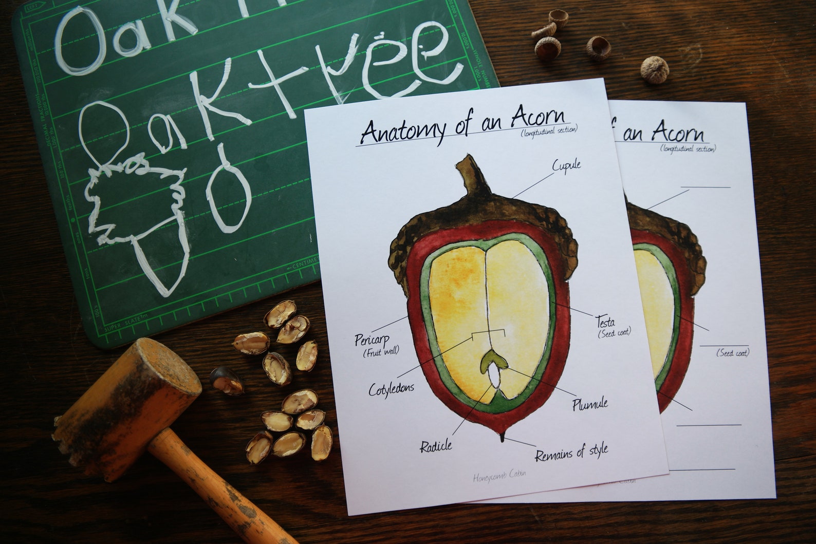 Oak Tree Life Cycle Bundle Nature Study Charlotte Mason - Etsy