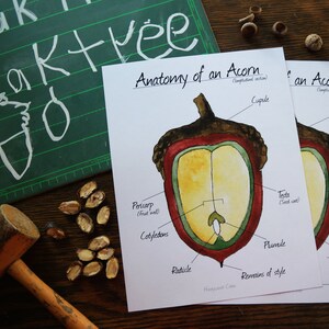 Oak Tree Life Cycle Bundle | Nature Study, Charlotte Mason, Homeschool ...