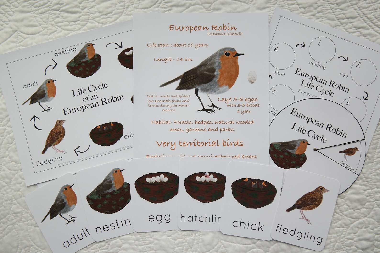 Nesting Birds european Robin Mega Bundle Charlotte Mason - Etsy