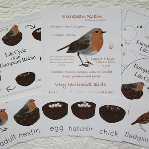 Nesting Birds (european Robin) Mega Bundle | Charlotte Mason Homeschool ...