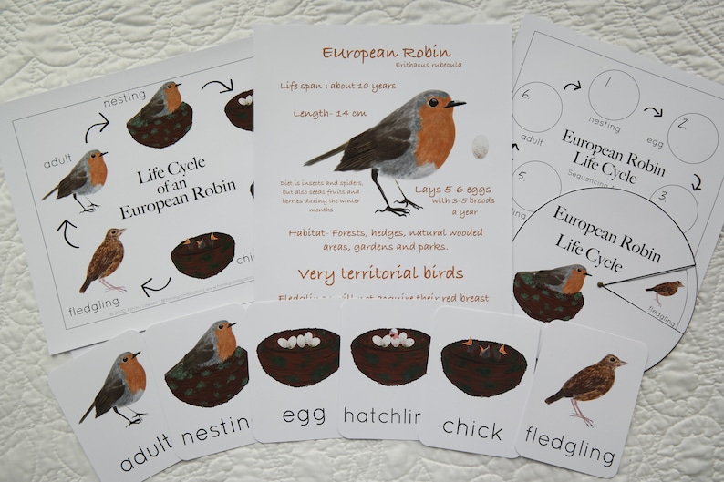 Nesting Birds (european Robin) Mega Bundle | Charlotte Mason Homeschool ...