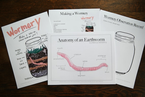 Anatomy of a Worm and Wormery Activity With Record Charlotte | Etsy