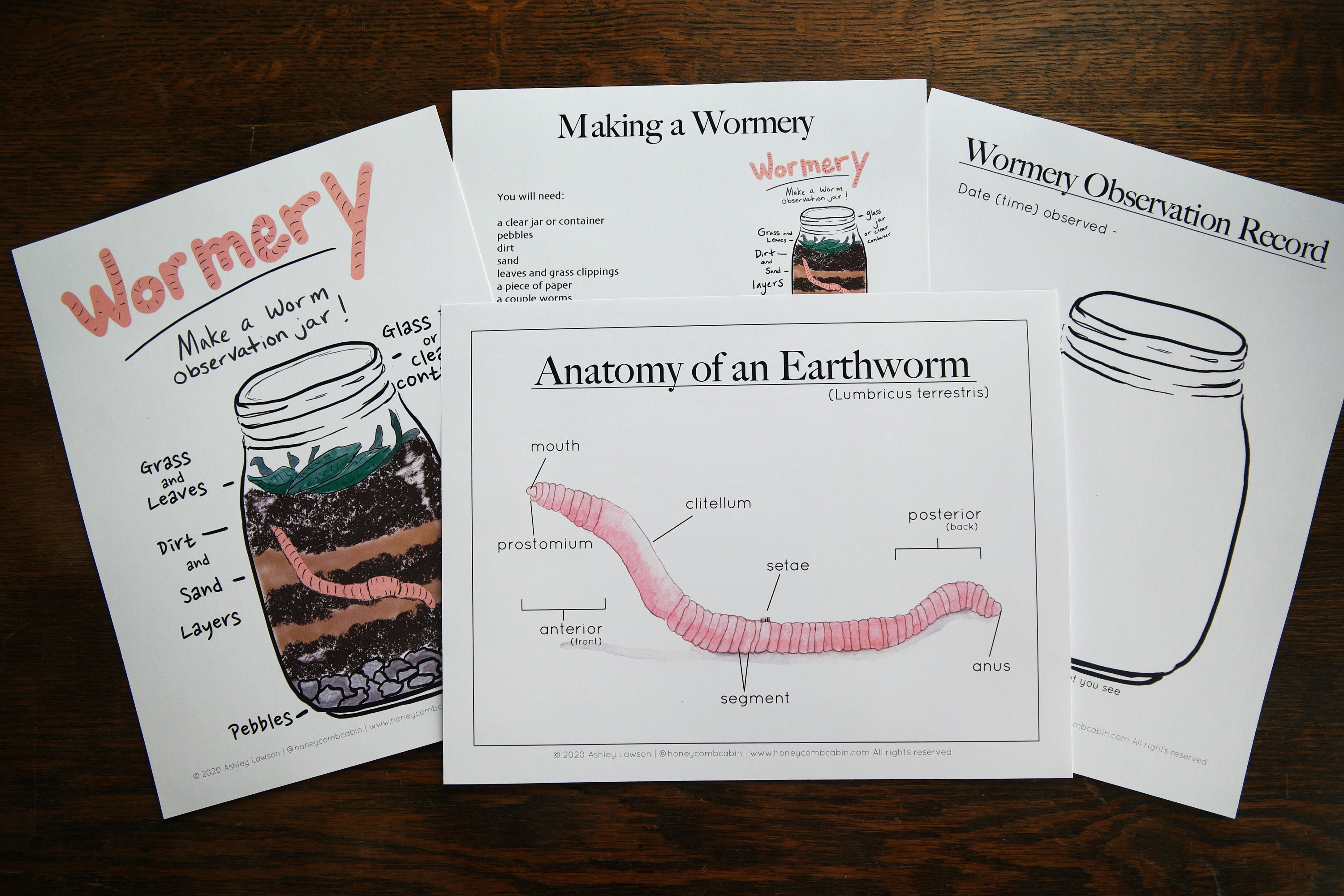Anatomy of a Worm and Wormery Activity With Record Charlotte | Etsy