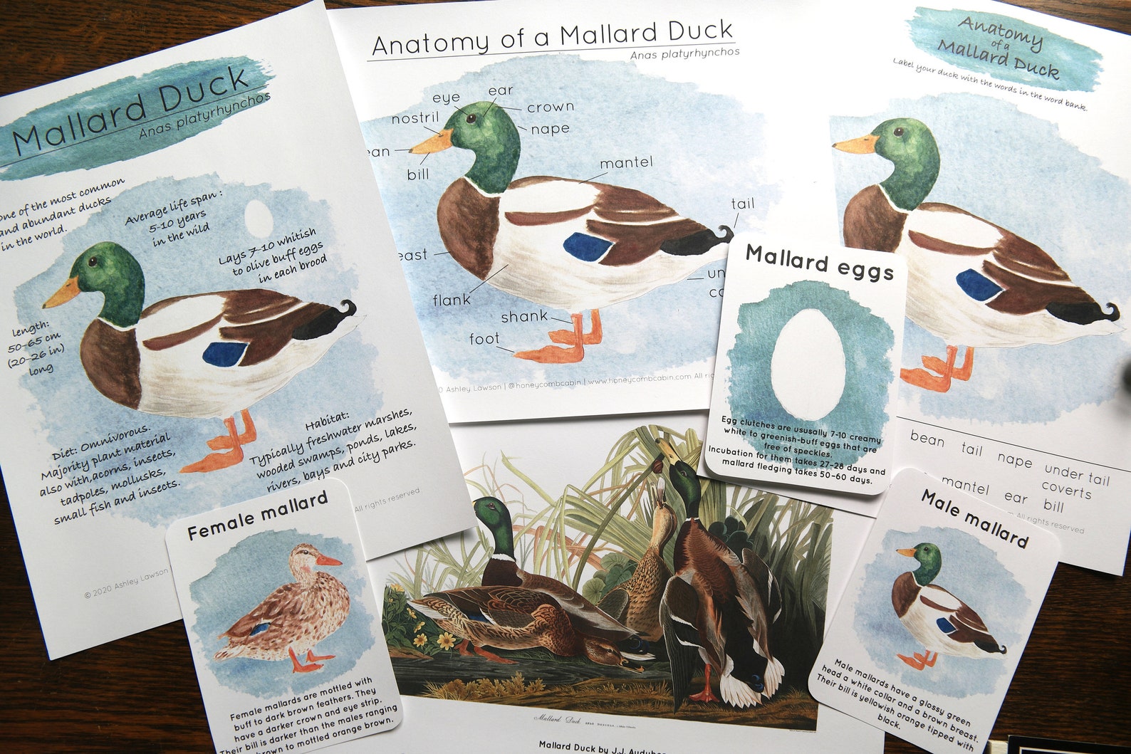 Pond Bundle Mallard, Koi, Frog Life Cycle Charlotte Mason Homeschool ...
