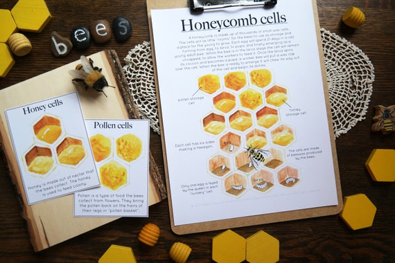 Honey Bee Honeycomb Mini Poster and Cards Digital Download | Etsy