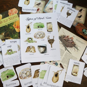 Nesting Birds (european Robin) Mega Bundle | Charlotte Mason Homeschool ...