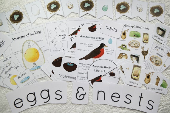 Nesting Birds Mega Bundle Nature Study Charlotte Mason - Etsy