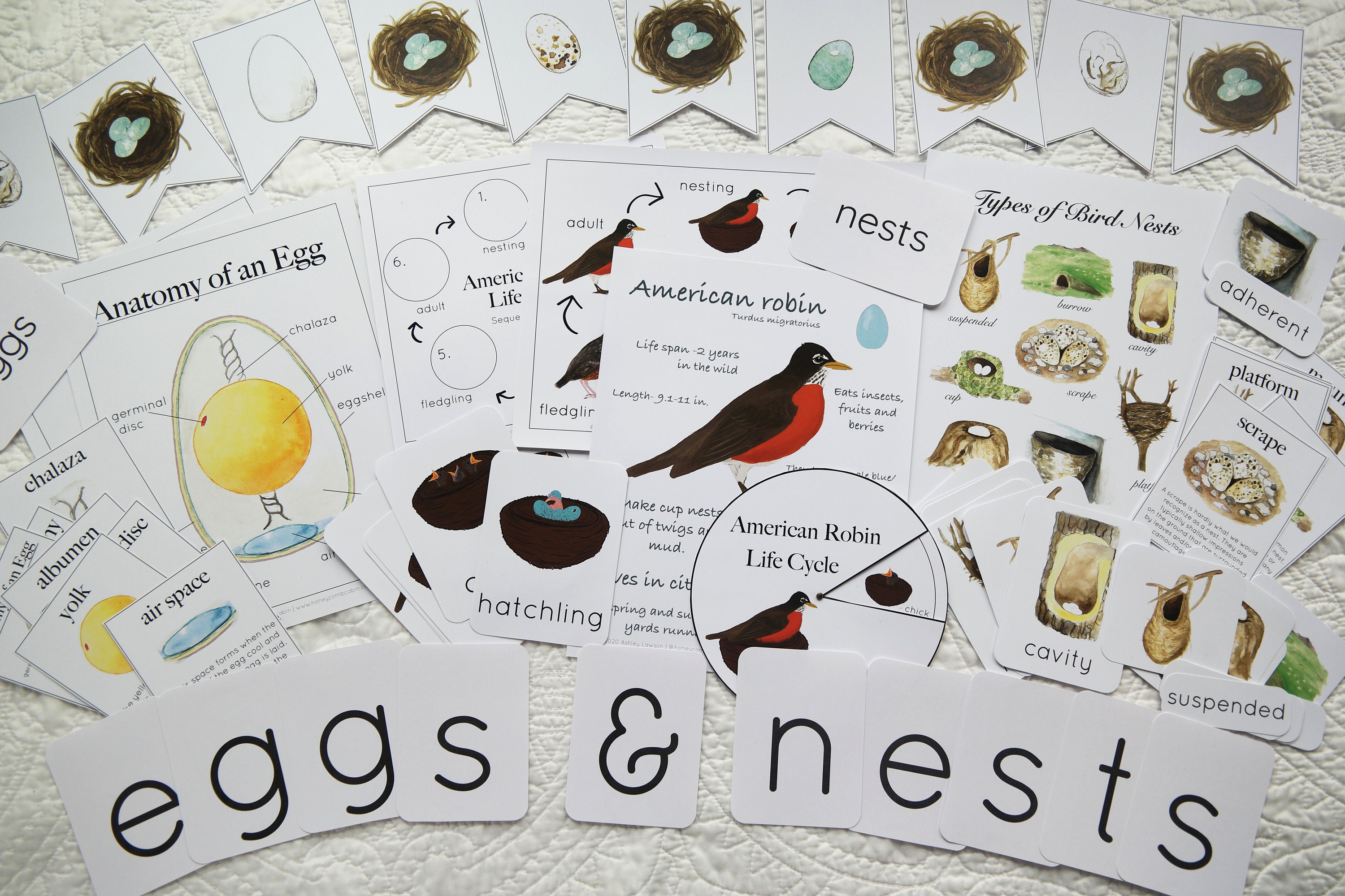 Nesting Birds Mega Bundle Nature Study Charlotte Mason - Etsy