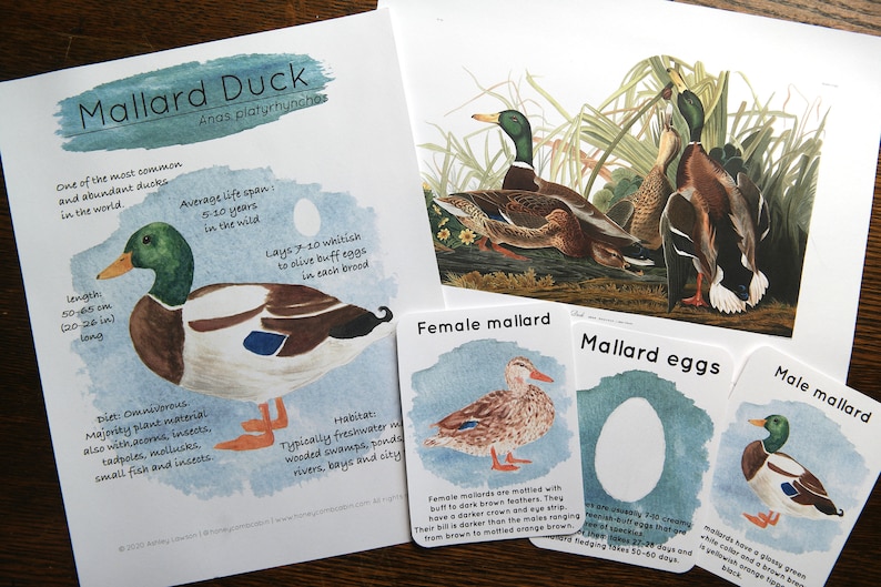 Mallard Duck Educational Printable Learning set | Etsy