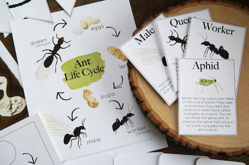 Ant Bundle Charlotte Mason Nature Study Homeschool Printable - Etsy