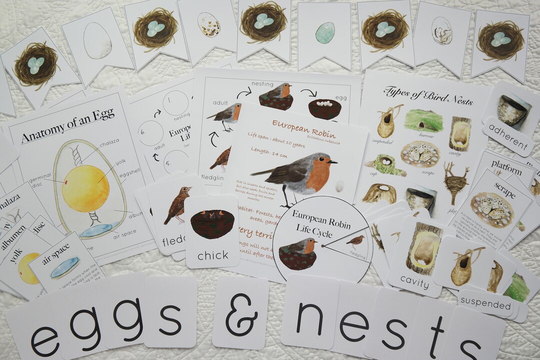 Nesting Birds (european Robin) Mega Bundle | Charlotte Mason Homeschool ...