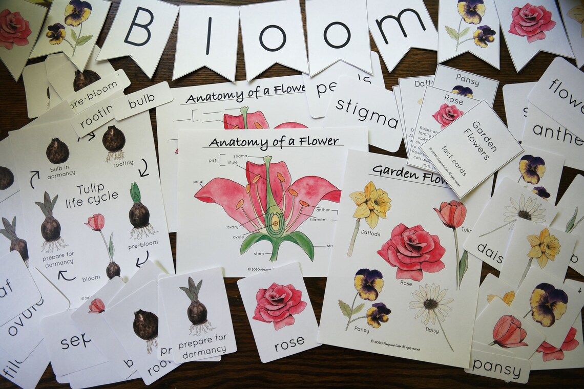 Flower Bundle | Charlotte Mason Nature Study Homeschool Printable - Etsy