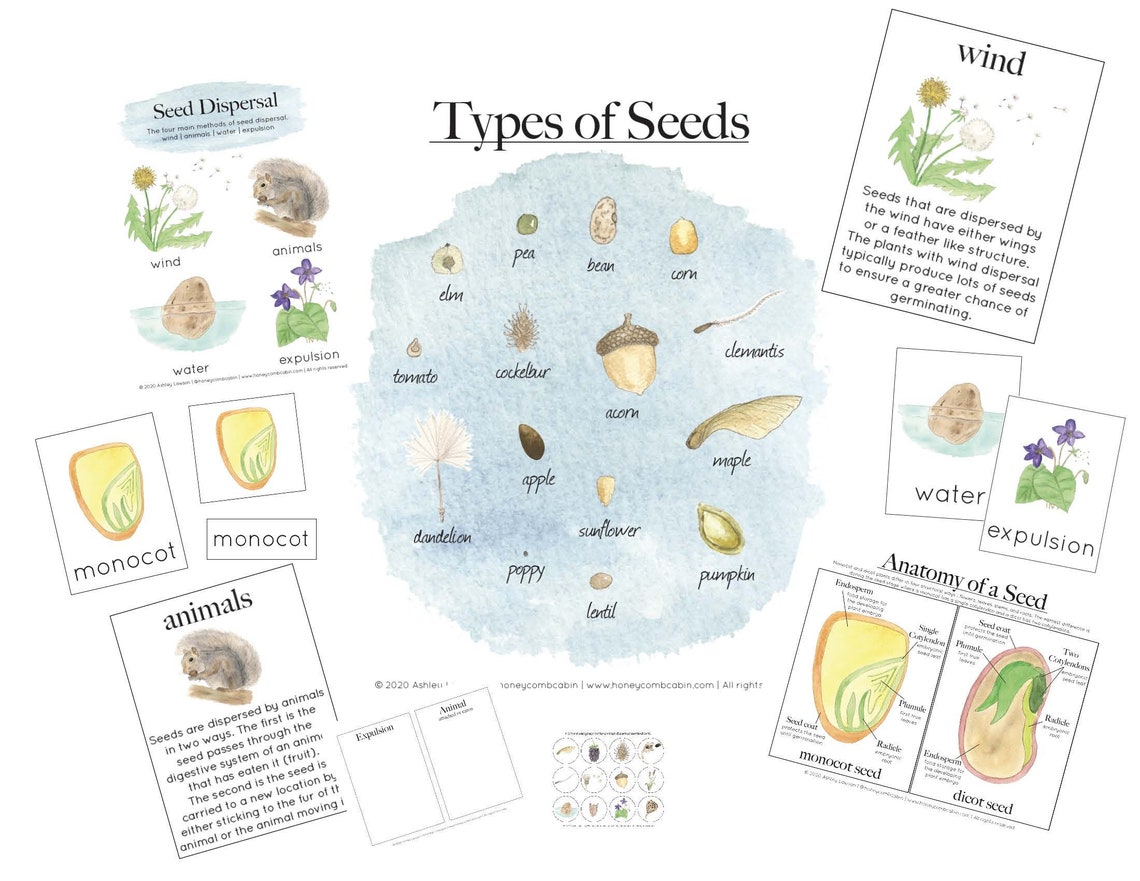 Anatomy of a Seed Monocot and Dicot Nature Study Charlotte - Etsy