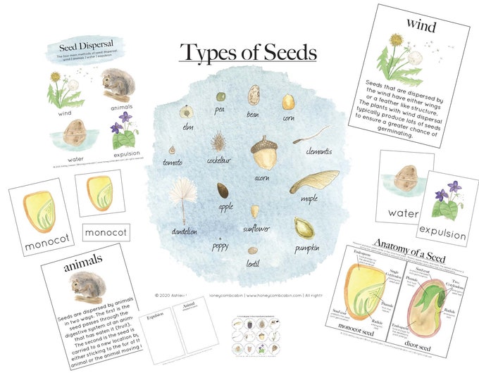 Seed Bundle | Nature Study, Charlotte Mason, Homeschool, Printable ...
