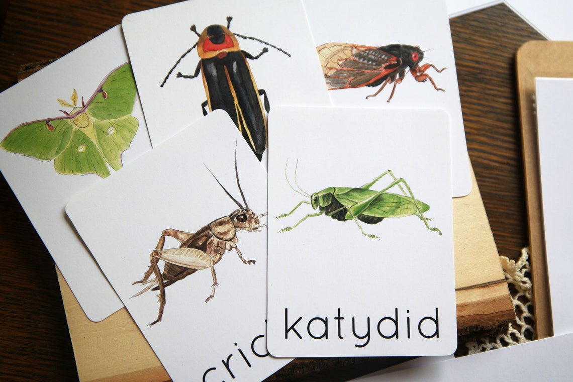 Summer Night Minibeast Bundle Charlotte Mason Nature - Etsy