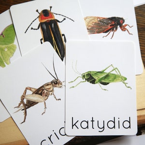 Summer Night Minibeast Bundle | Charlotte Mason Nature Homeschool ...