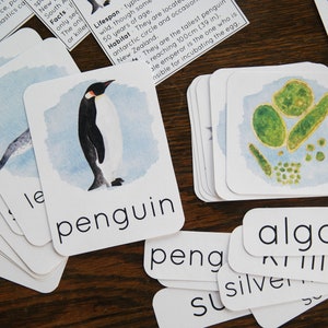 Antarctic Food Chain Mini Study With Cards and Activity | Charlotte ...