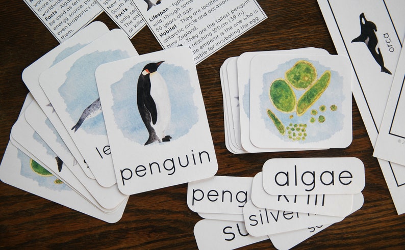 Antarctic Food Chain Mini Study With Cards and Activity | Etsy