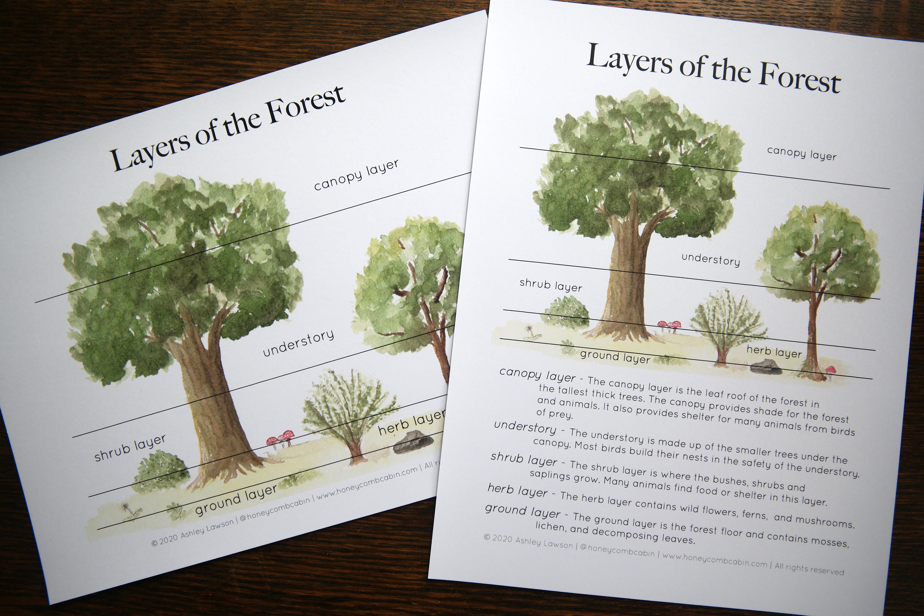 Woodland Forest Bundle | Animals, Tracks, Forest Layers Charlotte Mason ...