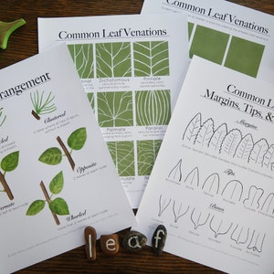 Leaf Bundle - Charlotte Mason Leaves Homeschool Nature Study ...