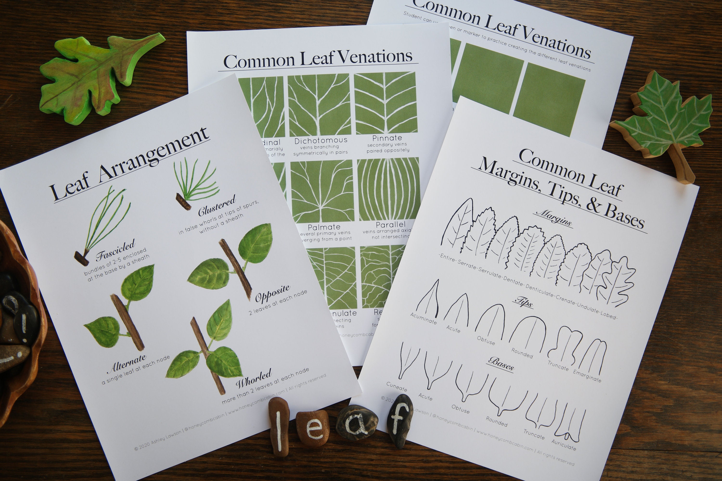 Leaf Bundle Charlotte Mason Leaves Homeschool Nature Study - Etsy