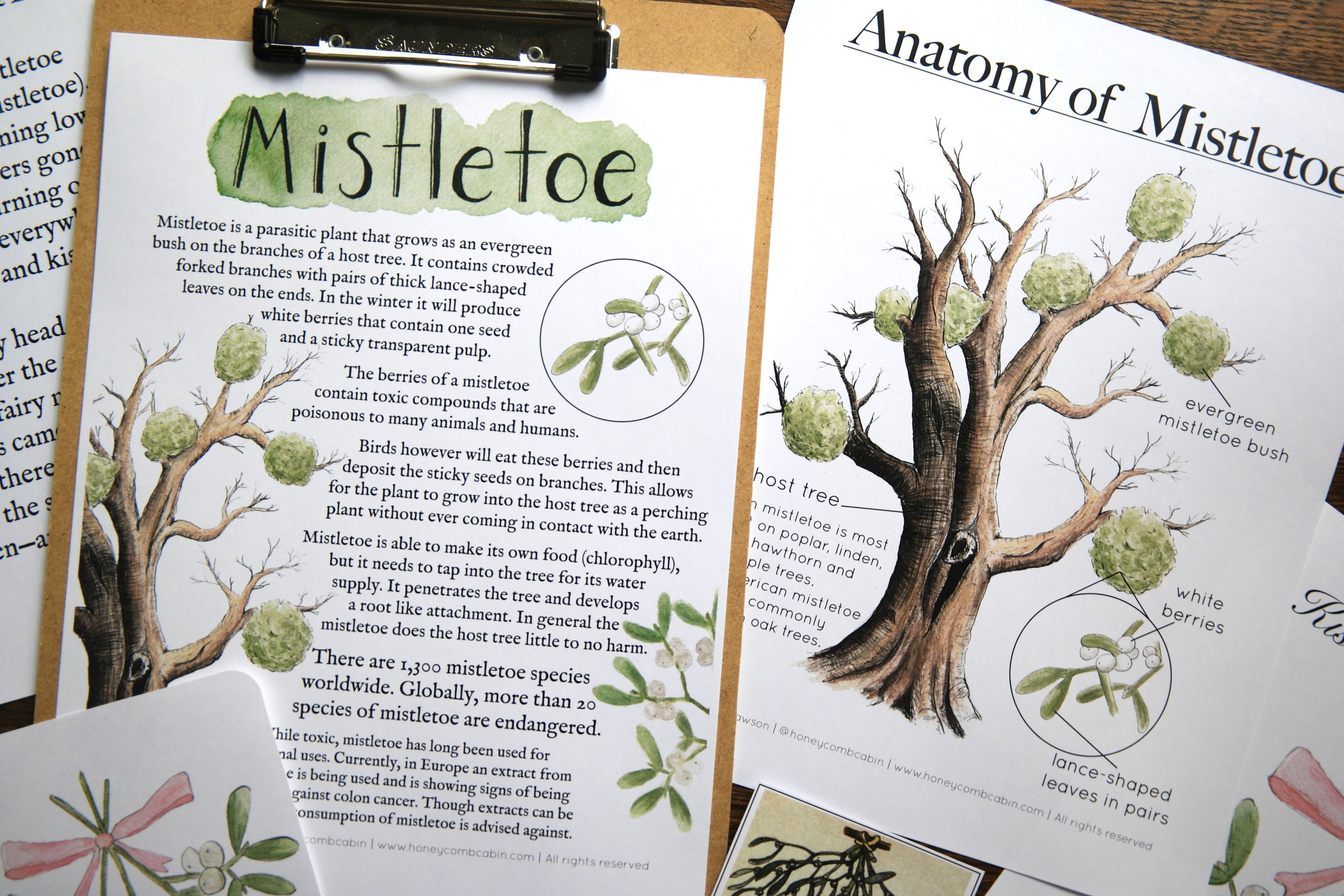 Mistletoe Investigation Set Homeschool Educational Charlotte - Etsy