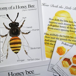 Honey Bee Bundle - Hard Copy | Printed Homeschool Charlotte Mason ...