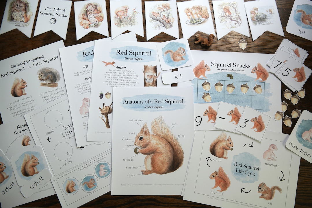 Squirrel Learning Bundle | Charlotte Mason Homeschool Autumn Nature ...