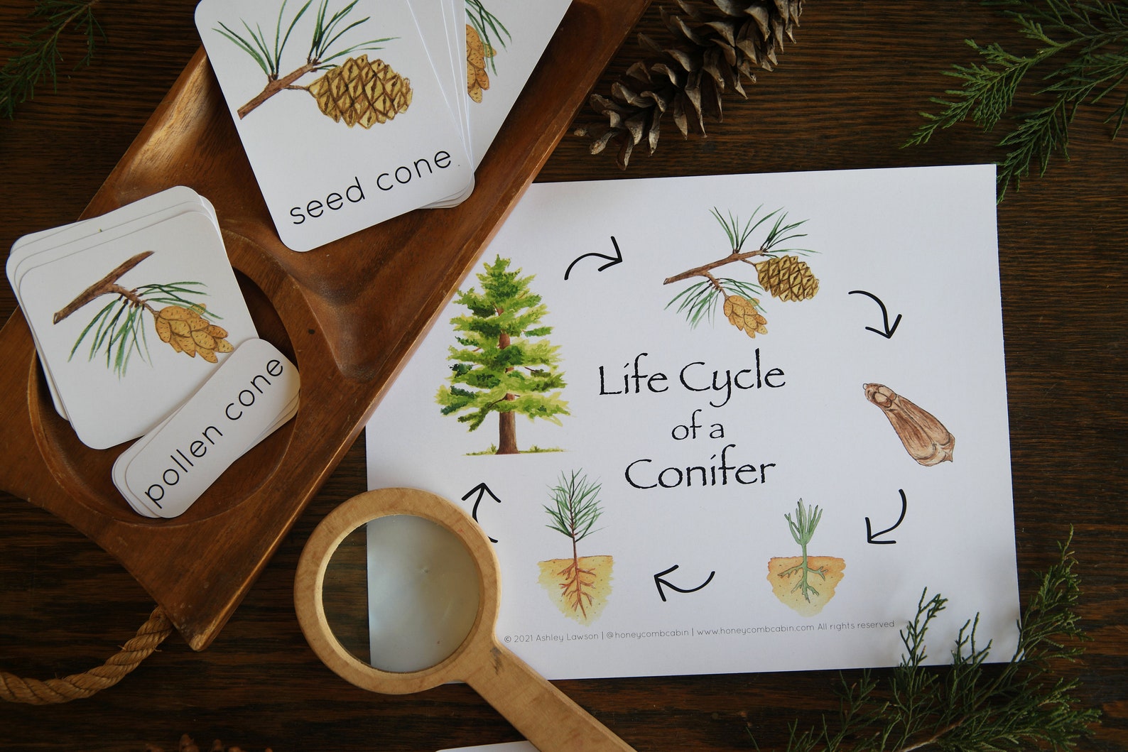 Conifer Tree Life Cycle Sequencing Activity and 3-part Cards | Etsy