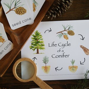 Conifer Tree Life Cycle, Sequencing Activity and 3-part Cards ...