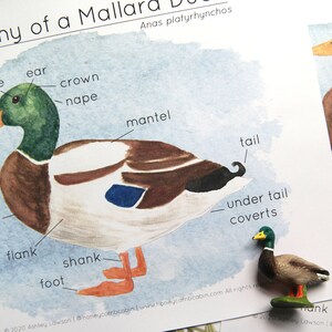 Mallard Duck Educational Printable Learning Set - Etsy