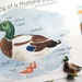 Mallard Duck Educational Printable Learning Set - Etsy