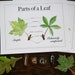 Parts of a Leaf Anatomy and Leaf Types Charlotte Mason Homeschool ...