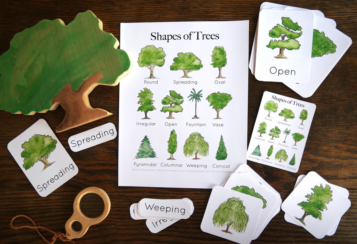 Tree Studies Bundle Nature Study Charlotte Mason - Etsy