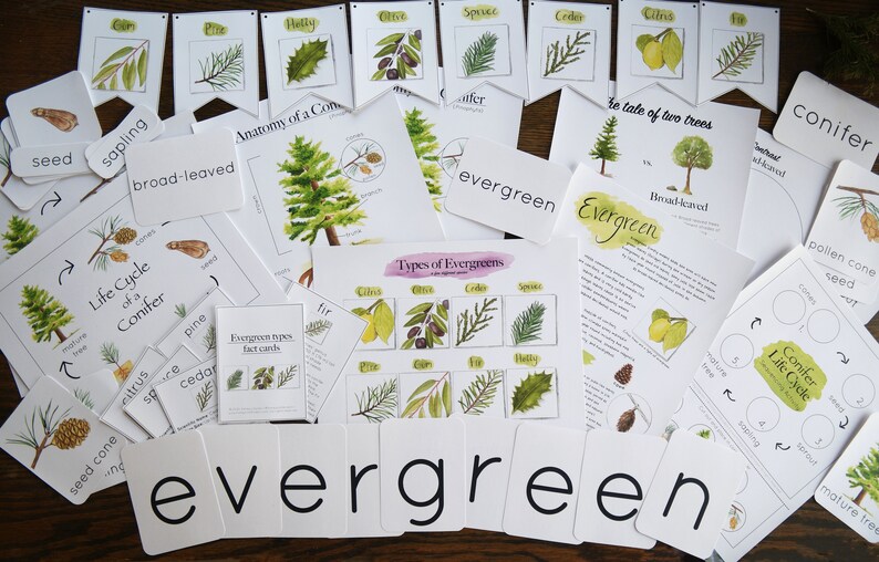 Evergreen Bundle Charlotte Mason Nature Journal Educational | Etsy