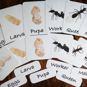 Ant Life Cycle 3 Part Cards - Etsy