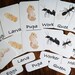 Ant Life Cycle 3 Part Cards - Etsy