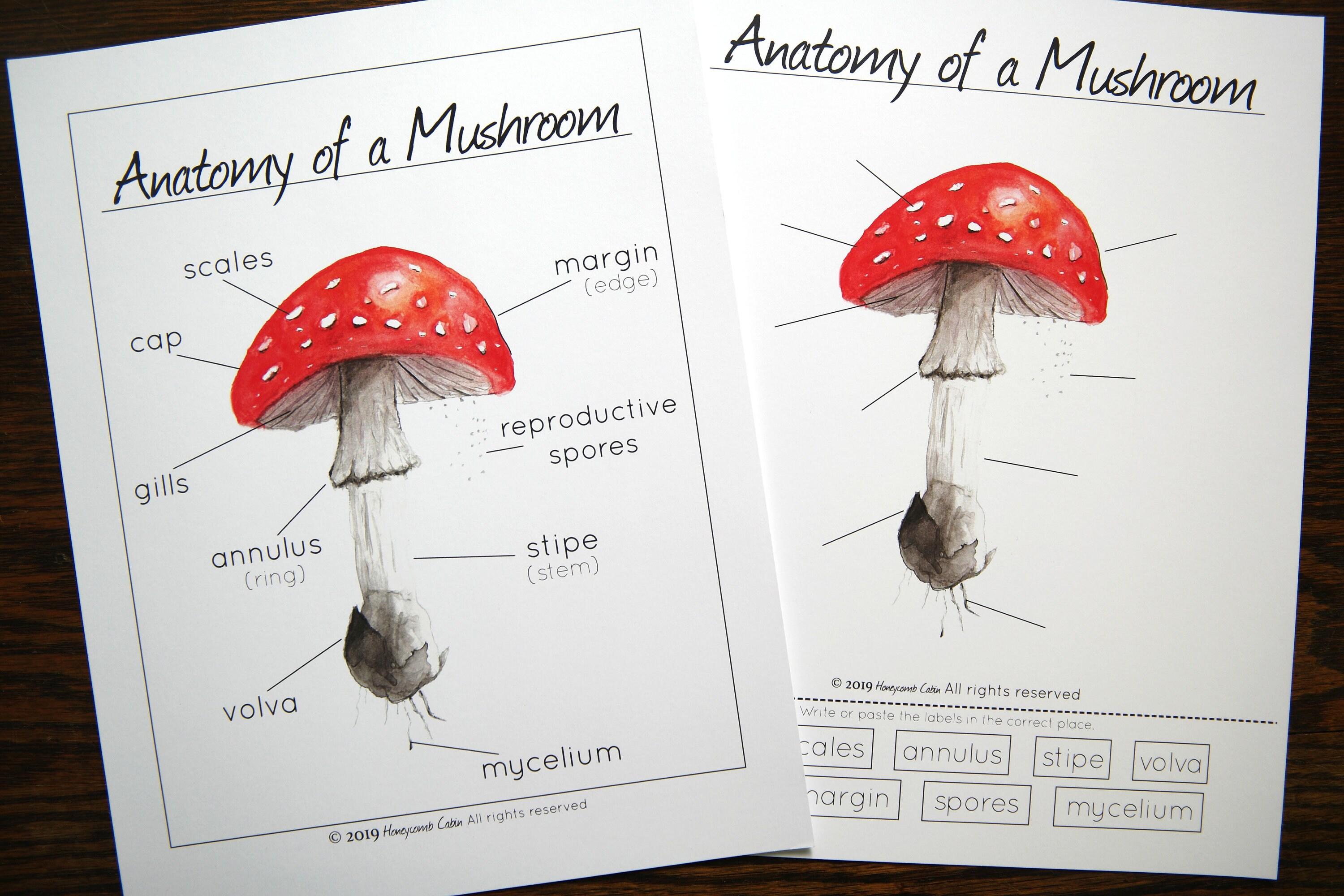 Anatomy of a Mushroom mini-poster and student blank | Etsy