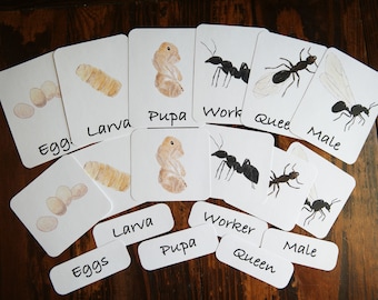 The Dragonfly Life Cycle 3-part Cards & Charts Montessori - Etsy