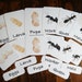 Ant Life Cycle 3 Part Cards - Etsy